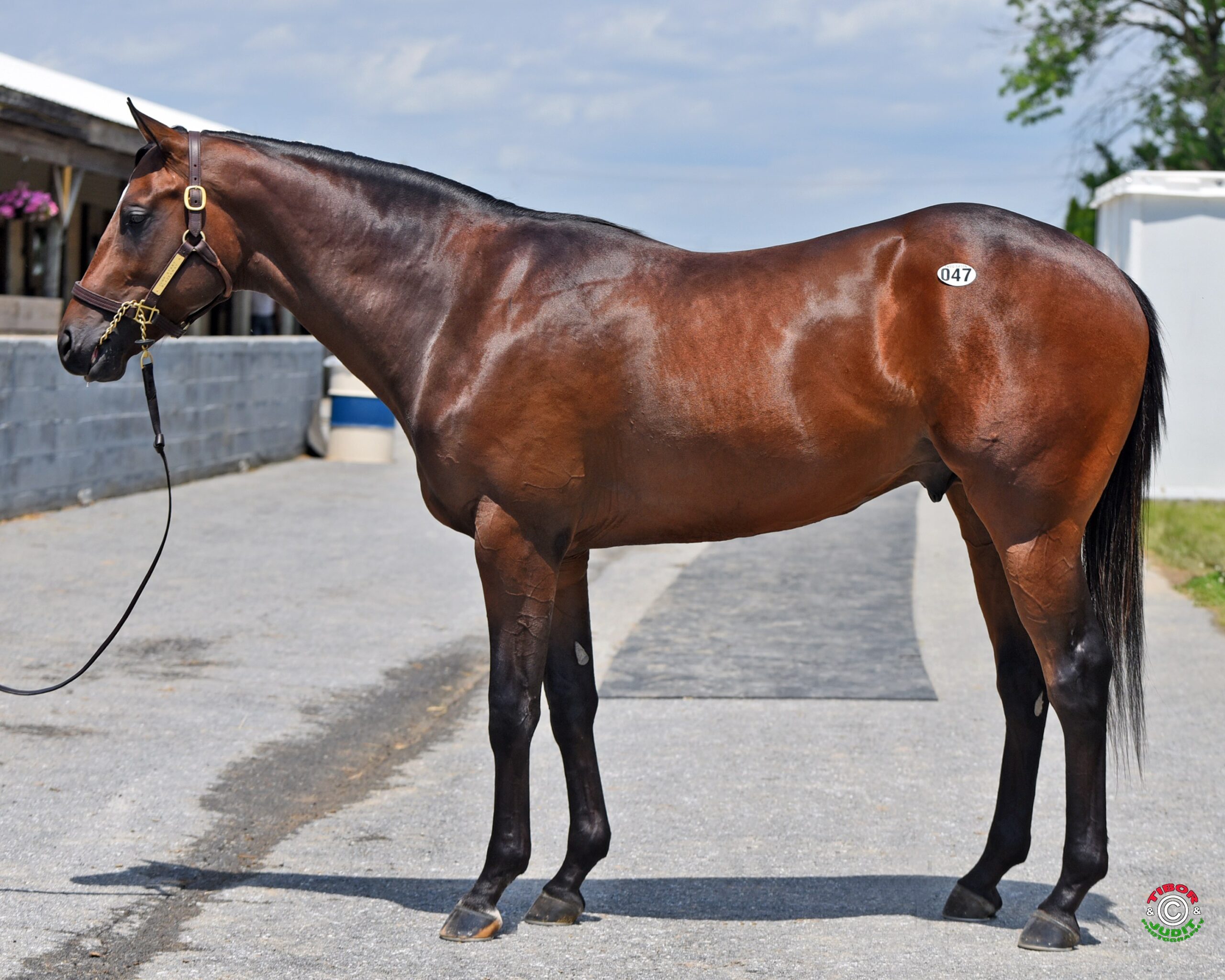 Pretti Xtreme - Zilla Racing Stables