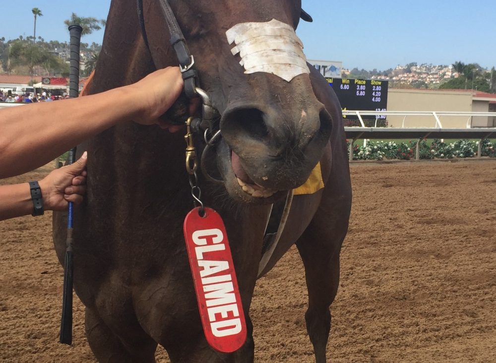 Opportunities - Zilla Racing Stables