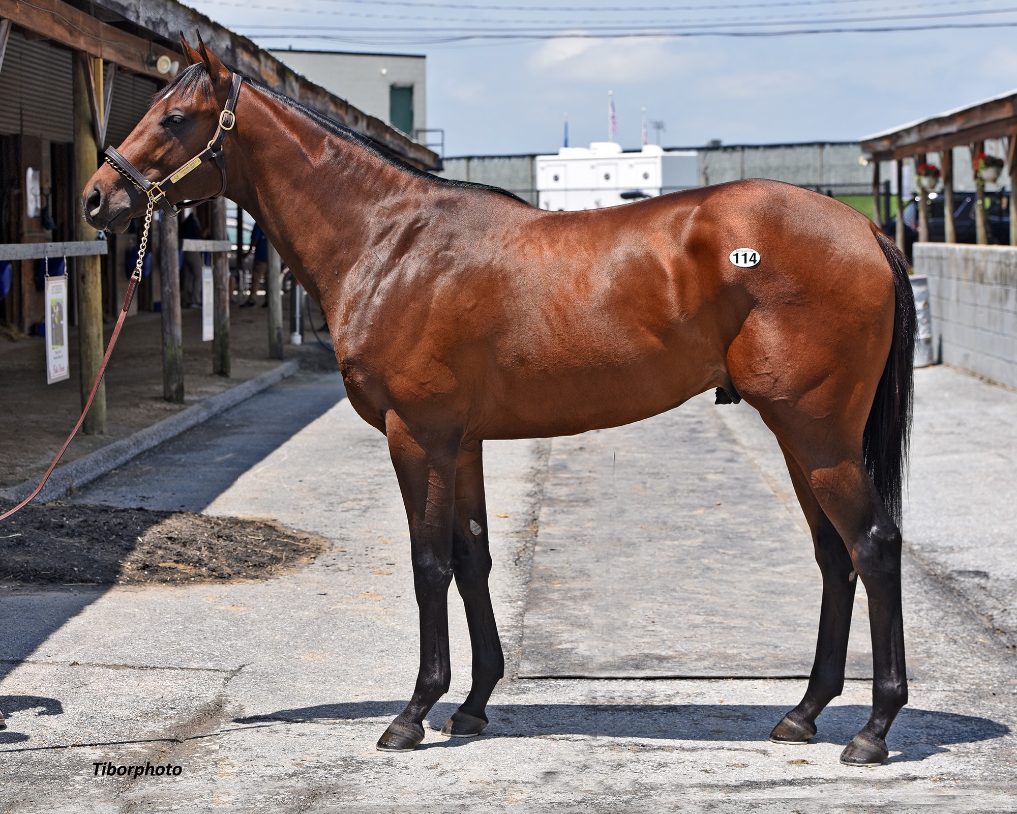 Opportunities - Zilla Racing Stables